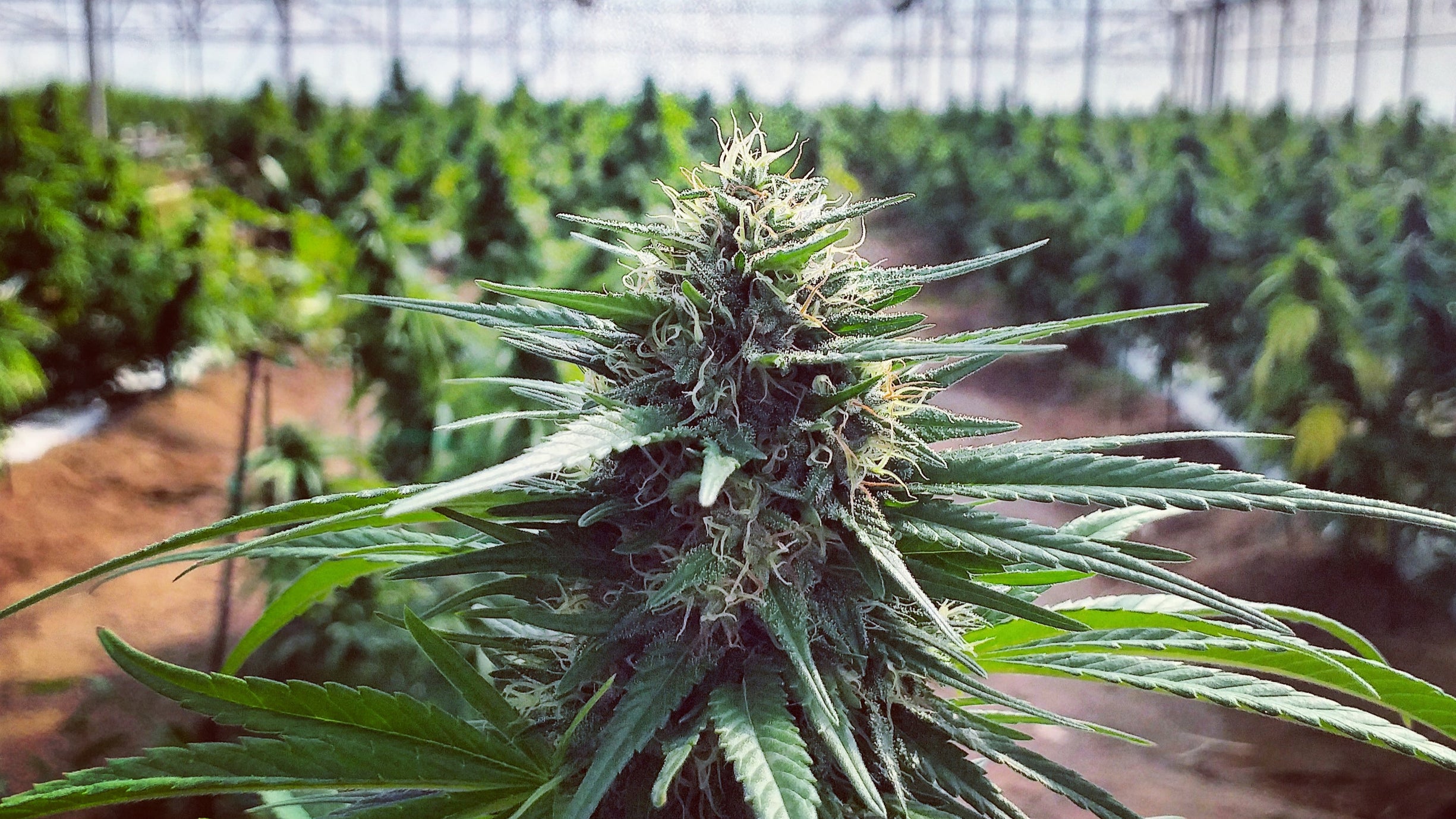 THCP Luster Pro Vape Pen (1ml) – HempireGardens